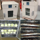 Black garlic making machine-garlic fermentation machine-black garlic ...